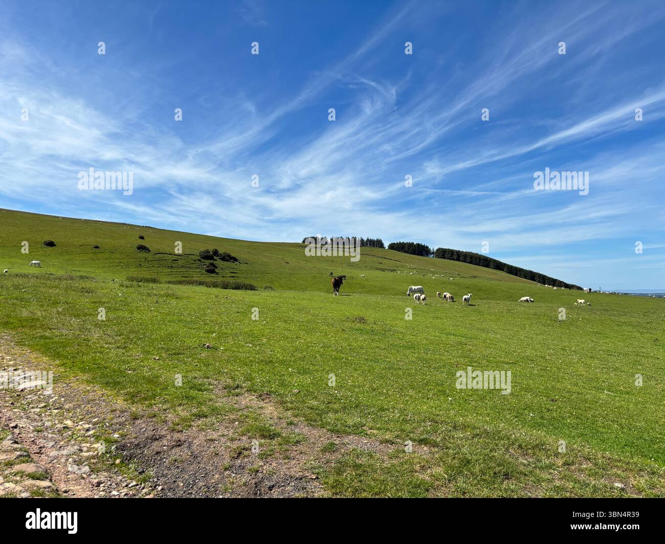 Wide rolling moorland of the Lammermuir Hills near Lammerlaw Hill, East ...