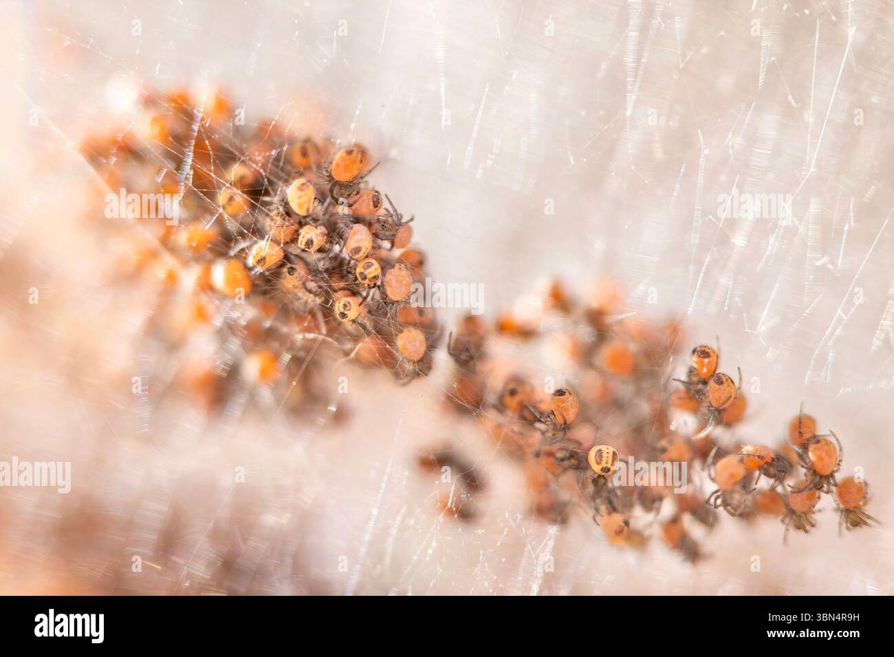 This image shows the remarkable maternal web structure of a female ...