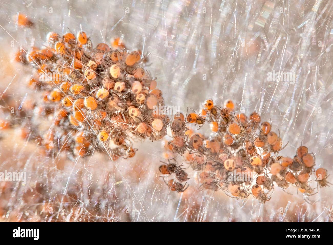 This image shows the remarkable maternal web structure of a female ...