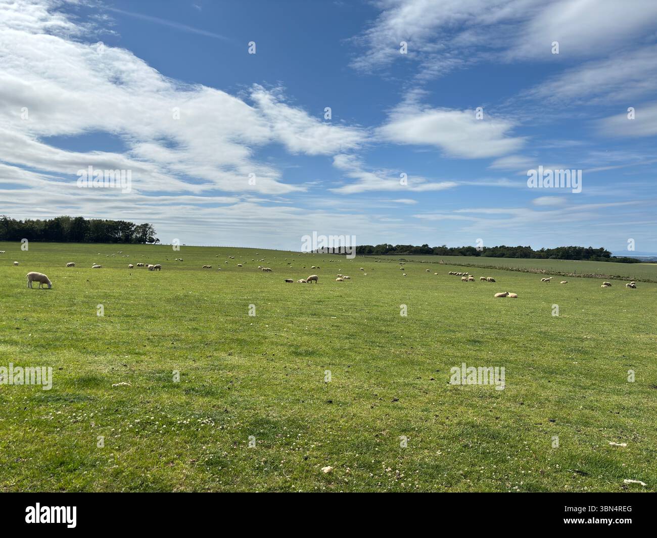 Wide rolling moorland of the Lammermuir Hills near Lammerlaw Hill, East ...