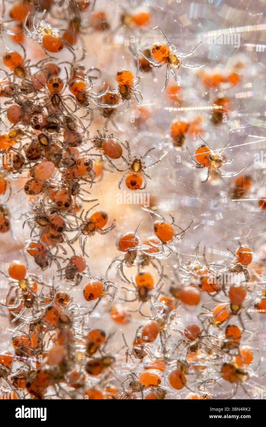 This image shows the remarkable maternal web structure of a female ...