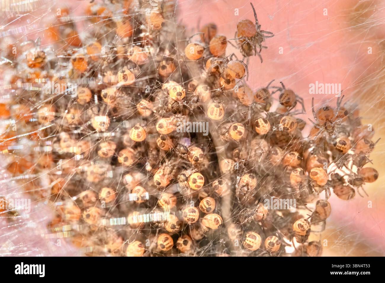 This image shows the remarkable maternal web structure of a female ...