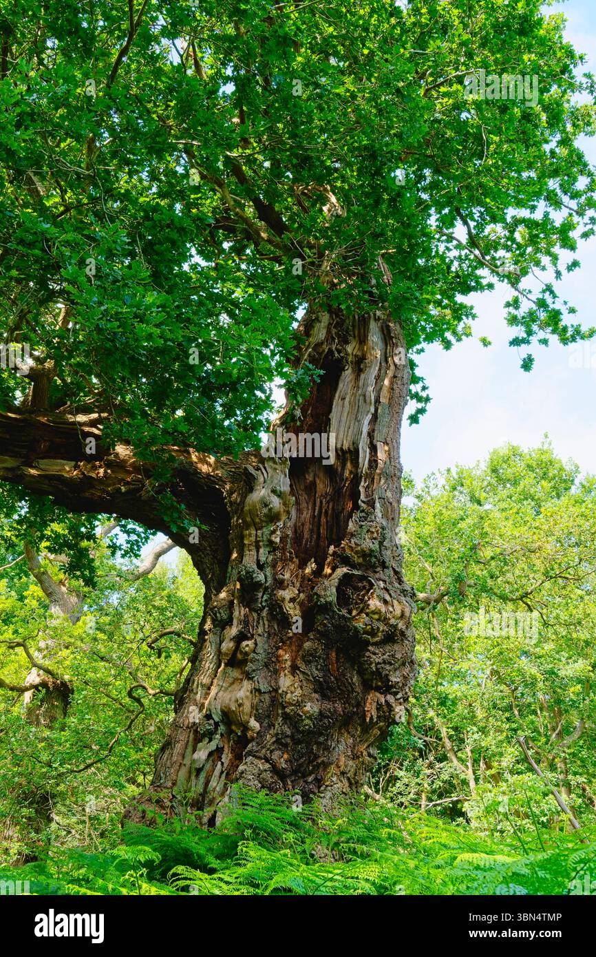 An ancient, decaying and gnarled oak tree growing in Sherwood Forest ...