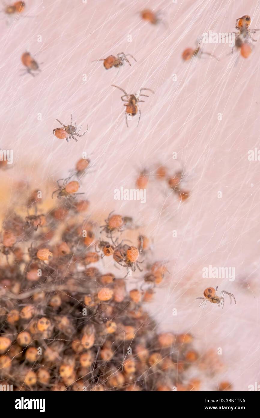 This image shows the remarkable maternal web structure of a female ...