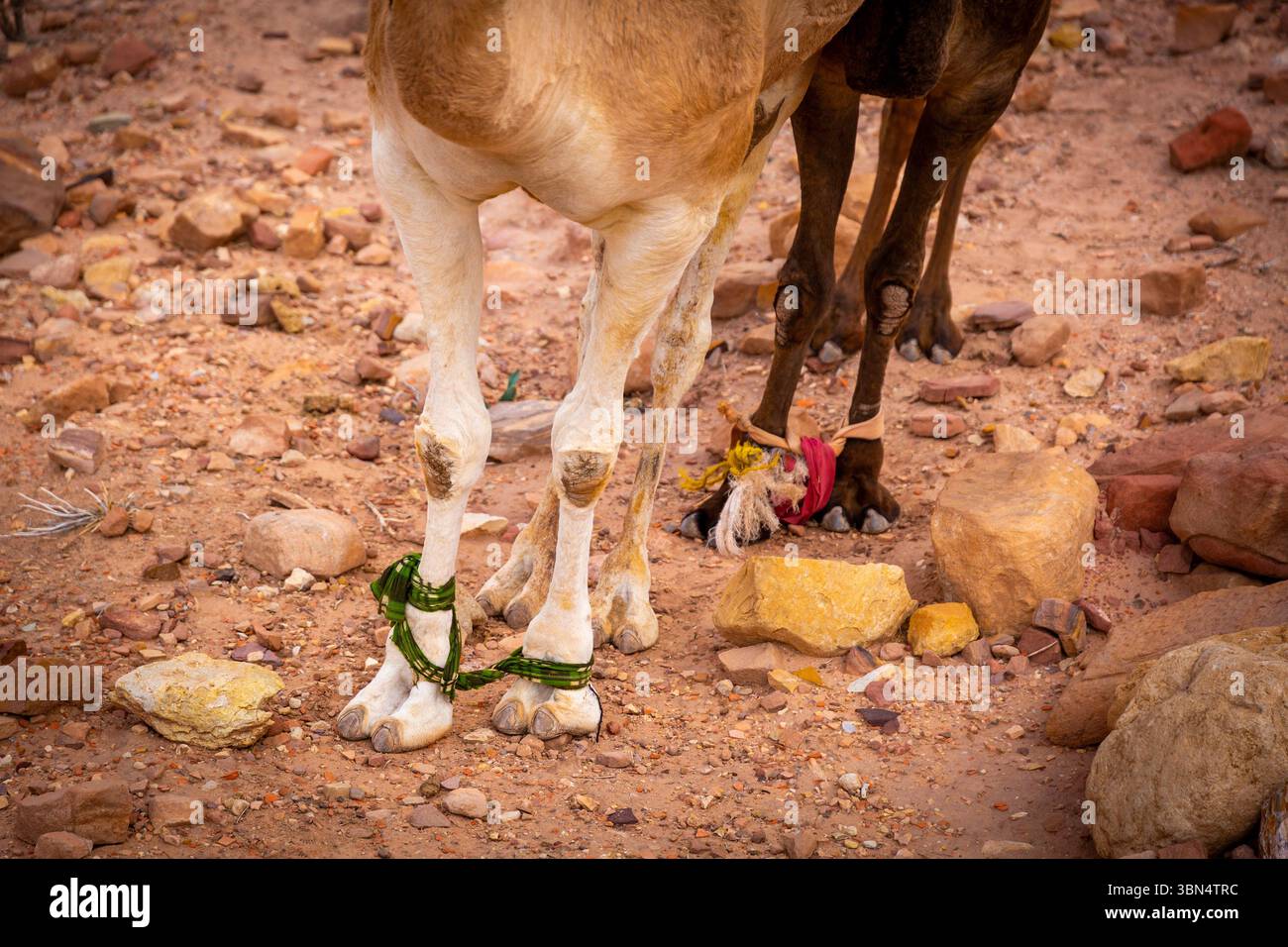 Camel with rope hi-res stock photography and images - Alamy