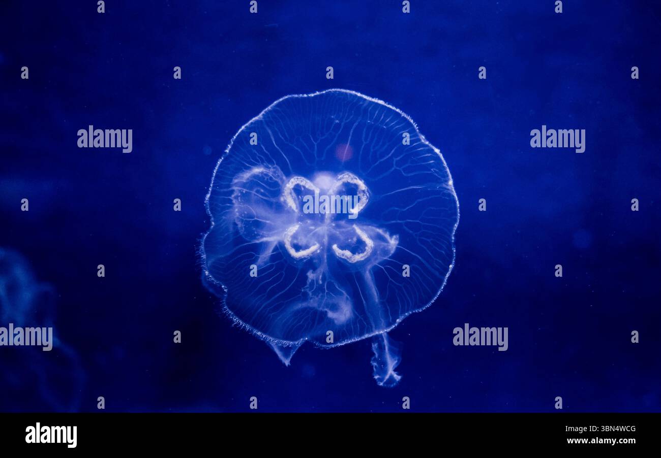 A single translucent jellyfish floating gracefully in deep blue water ...