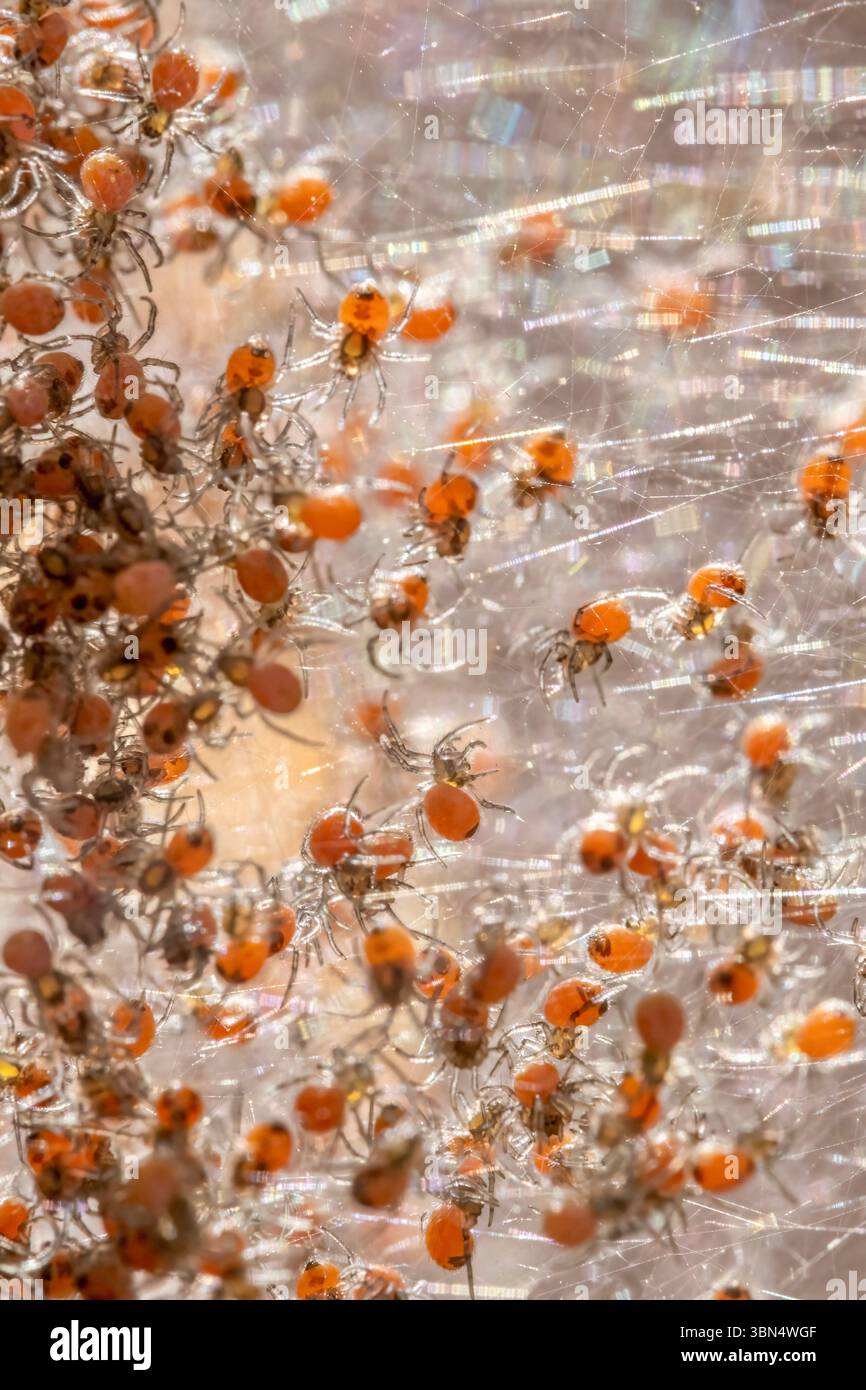 This image shows the remarkable maternal web structure of a female ...
