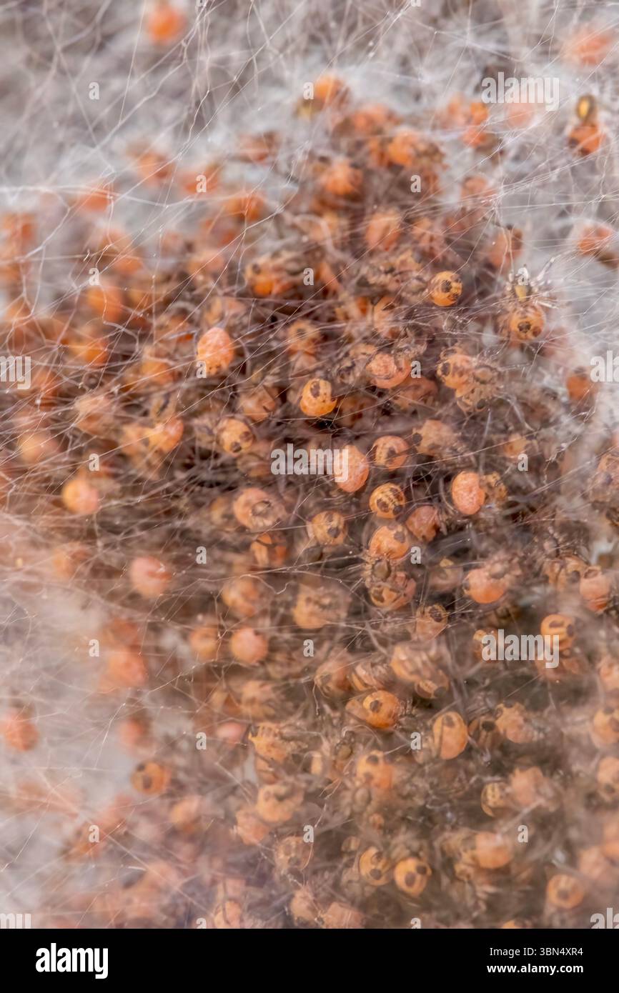 This image shows the remarkable maternal web structure of a female ...