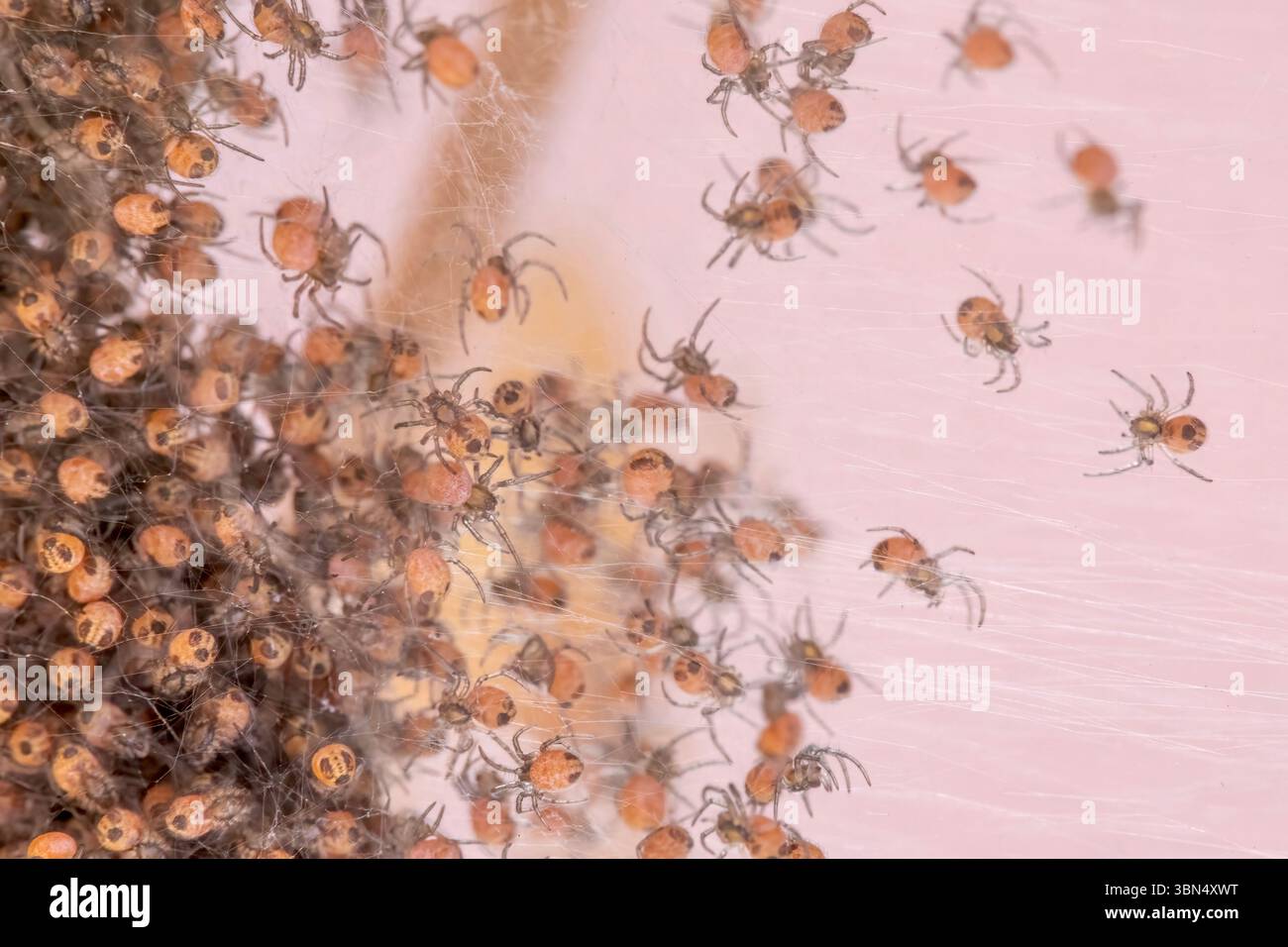 This image shows the remarkable maternal web structure of a female ...