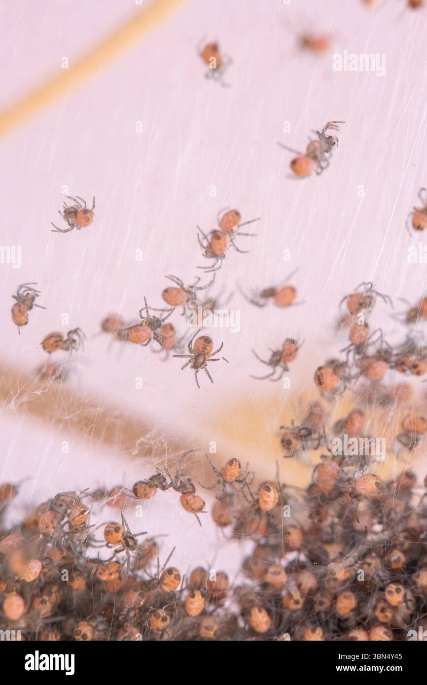 This image shows the remarkable maternal web structure of a female ...
