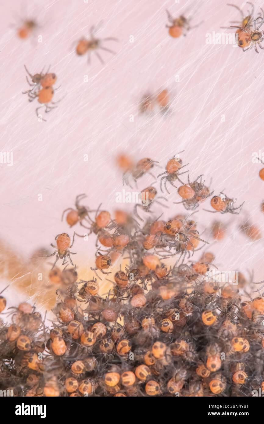 This image shows the remarkable maternal web structure of a female ...