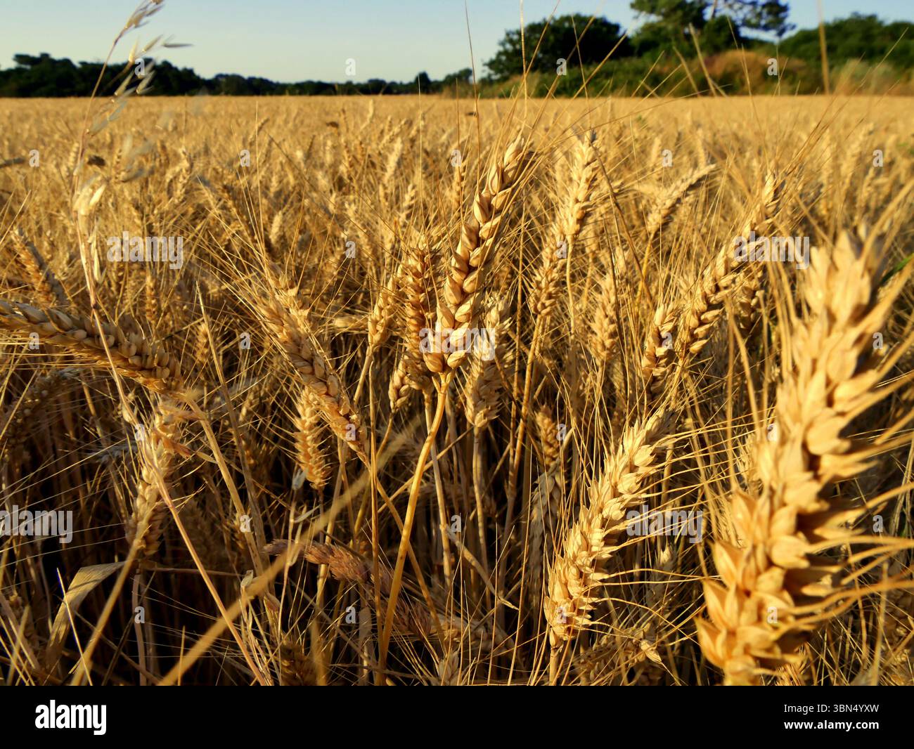 wheat field ready for harvesting in summer in sunlight, close up ...