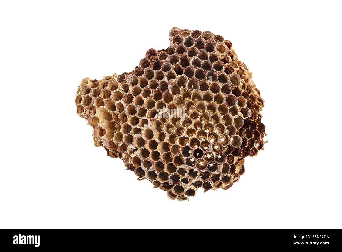 real beehive isolated on white Stock Photo - Alamy