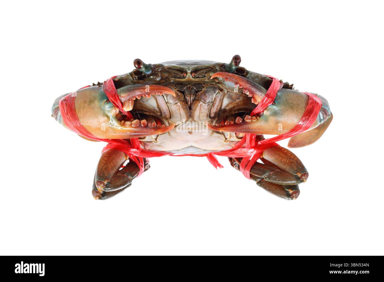 fresh alive sea crab is tied by red rope isolated on white Stock Photo ...