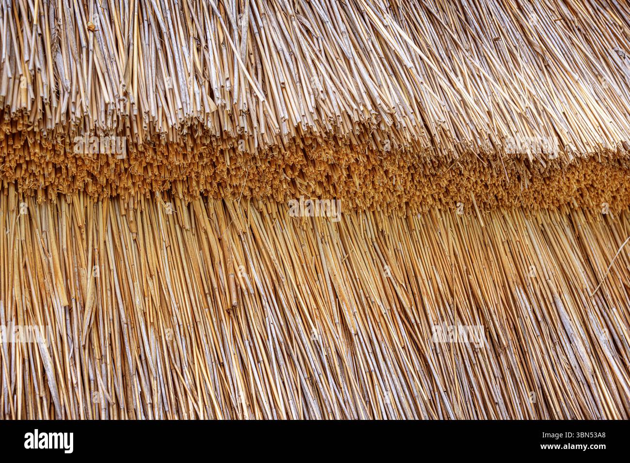 Thatched roof made from dried reeds, showcasing the natural texture and ...
