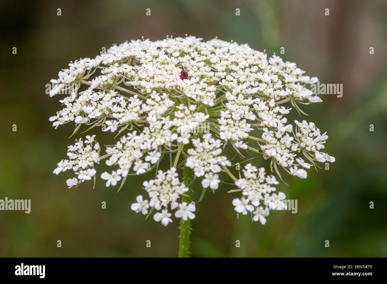 Wild carrot (Daucus carota) wildflower, clusters of white flowers with ...