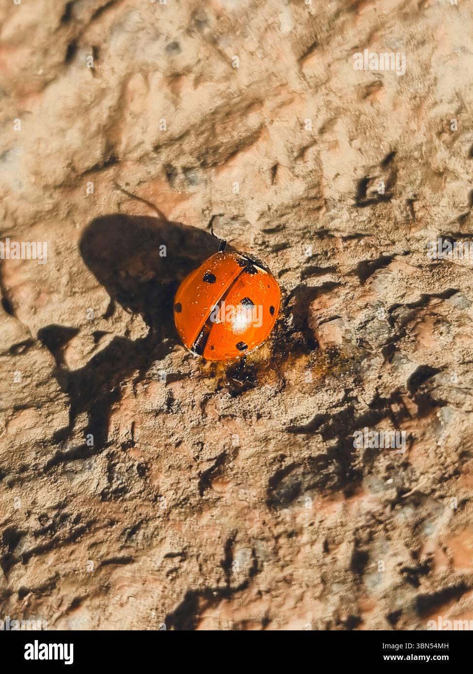 Vertical photo with top view of a red ladybug sitting on a rough stone ...
