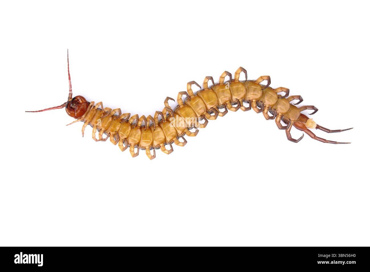 Dead centipede Cut Out Stock Images & Pictures - Alamy