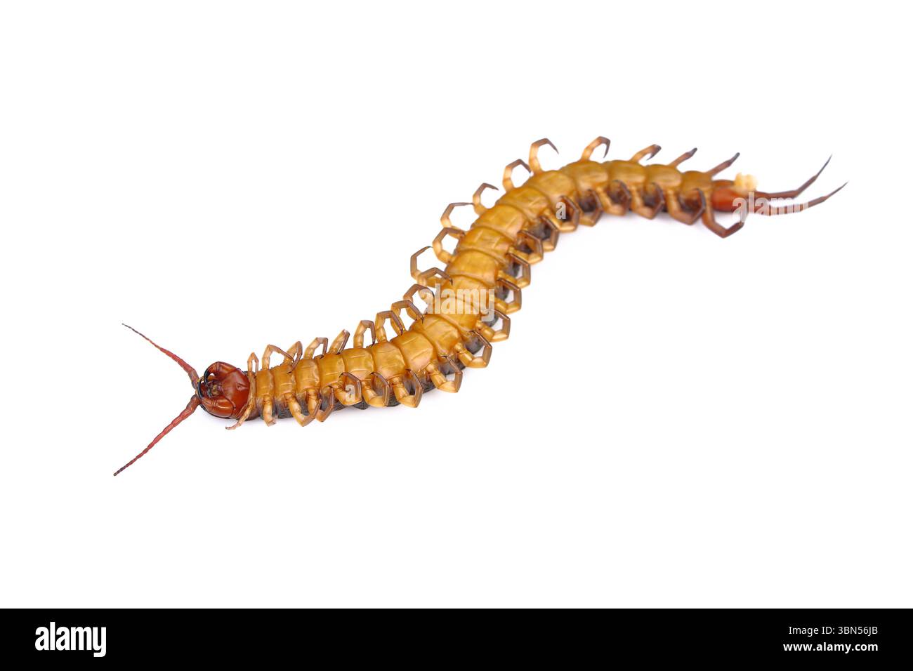 Dead centipede Cut Out Stock Images & Pictures - Alamy