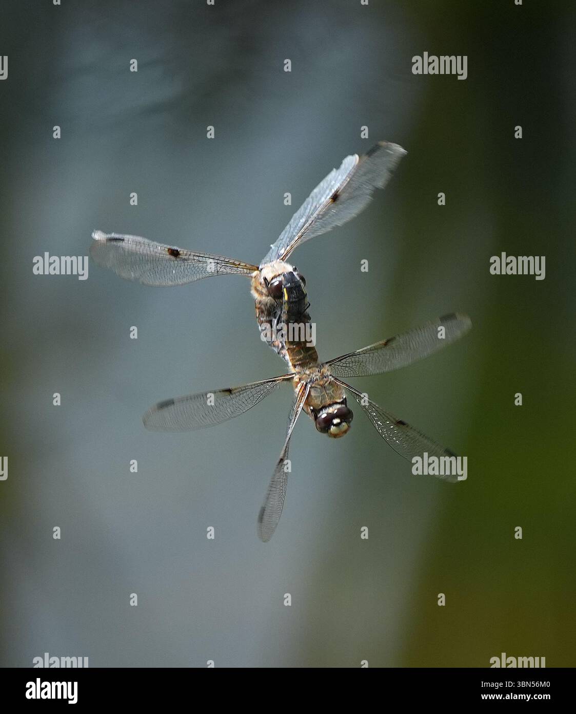 Four-spotted chaser dragonflies mating during hot weather at Kellyville ...