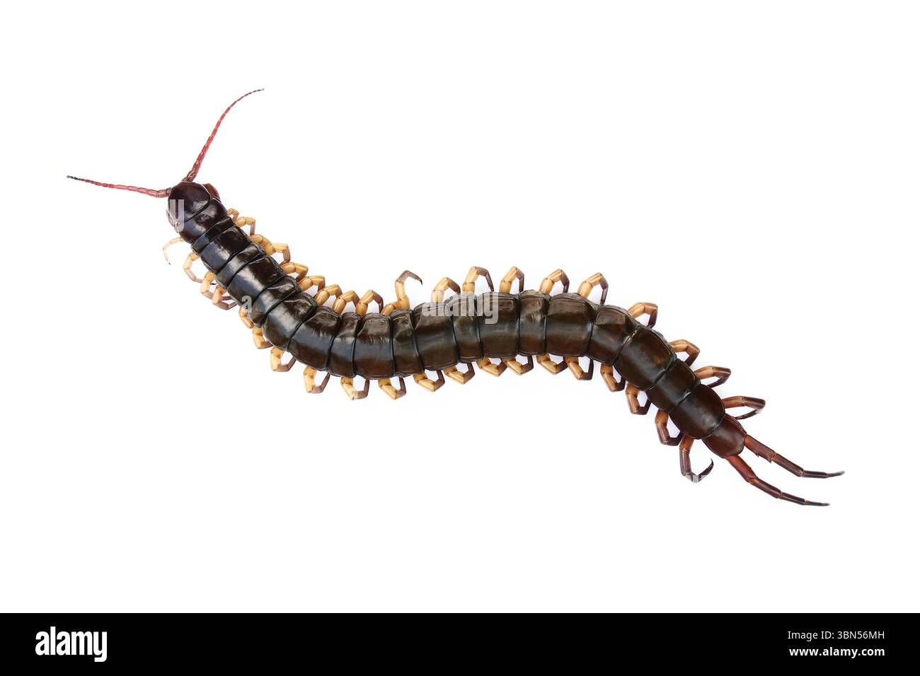 One cockroach on white Cut Out Stock Images & Pictures - Alamy