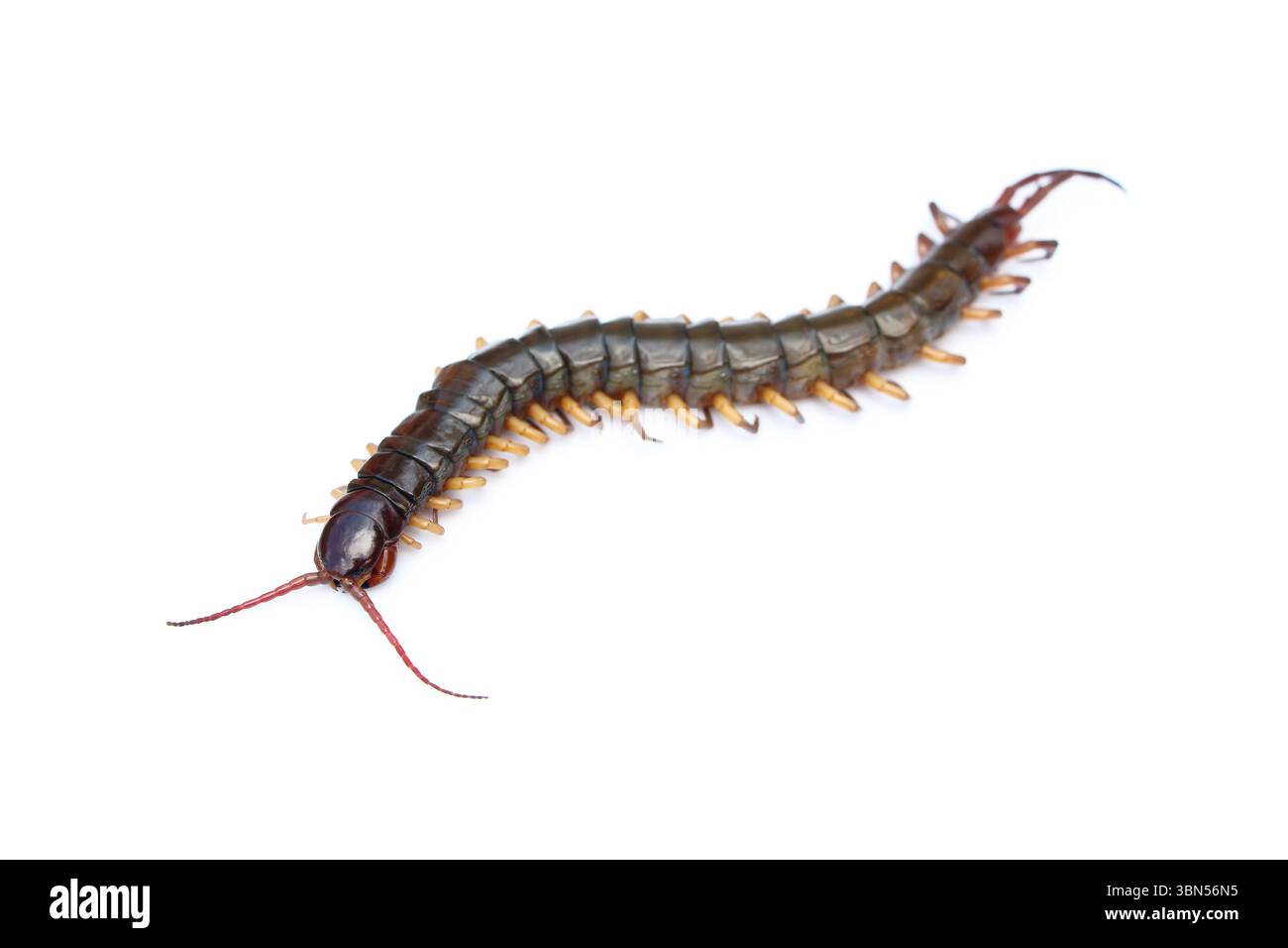 Dead centipede Cut Out Stock Images & Pictures - Alamy