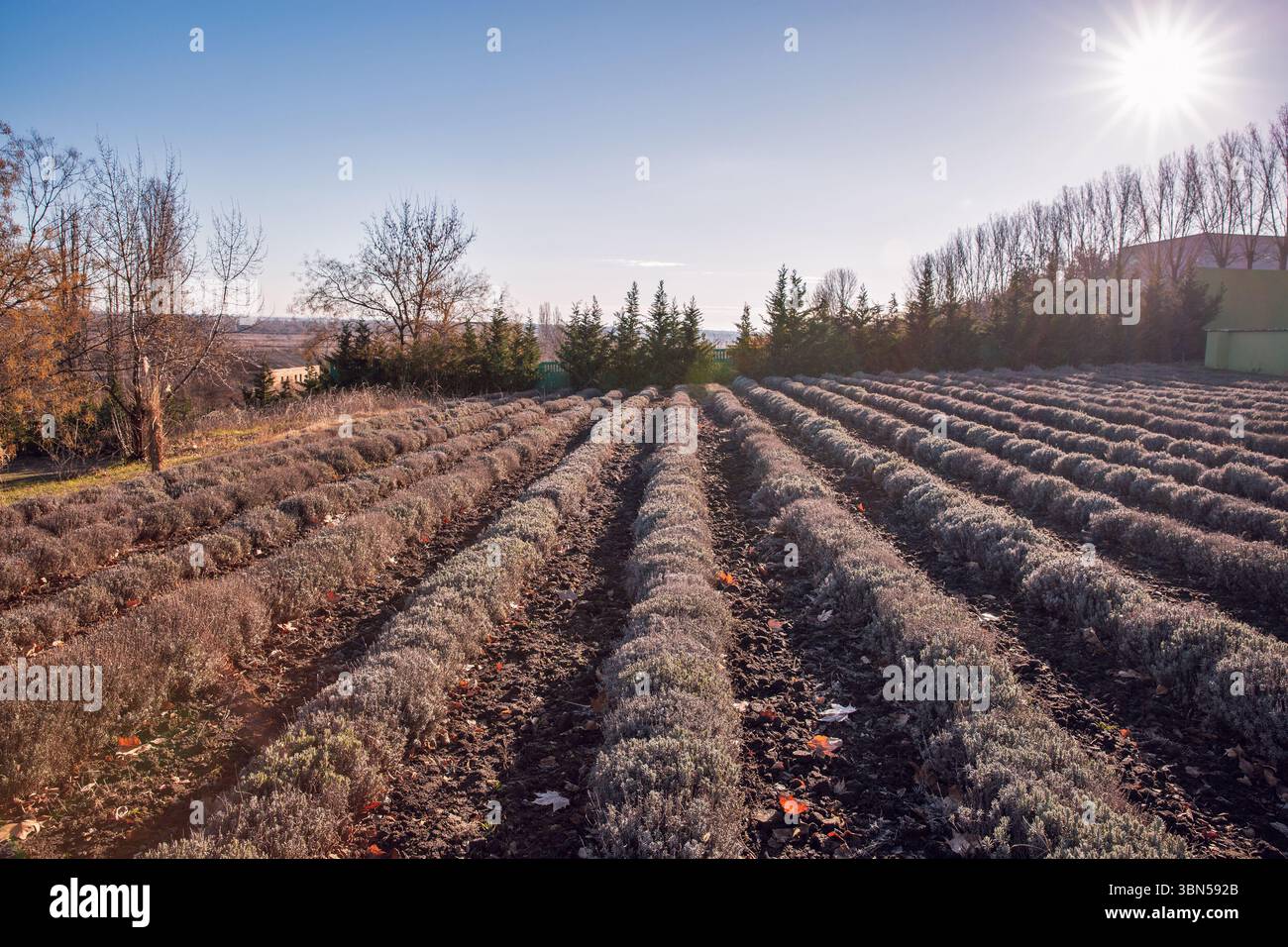 Dry bushes growing in hi-res stock photography and images - Alamy