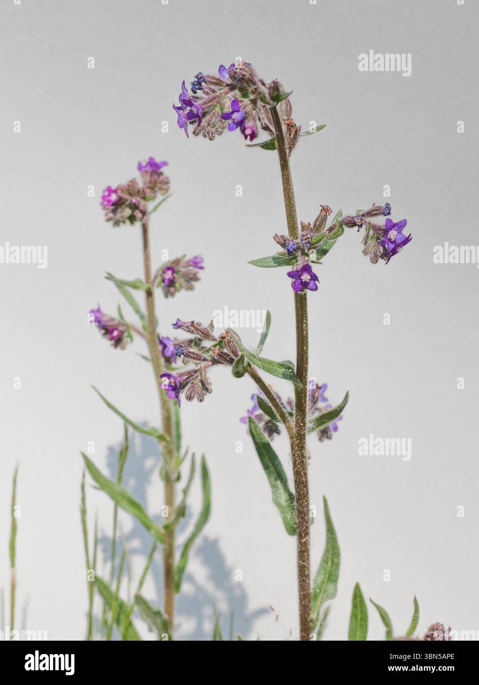 Oxtunga Anchusa officinalis Common Bugloss Stock Photo - Alamy