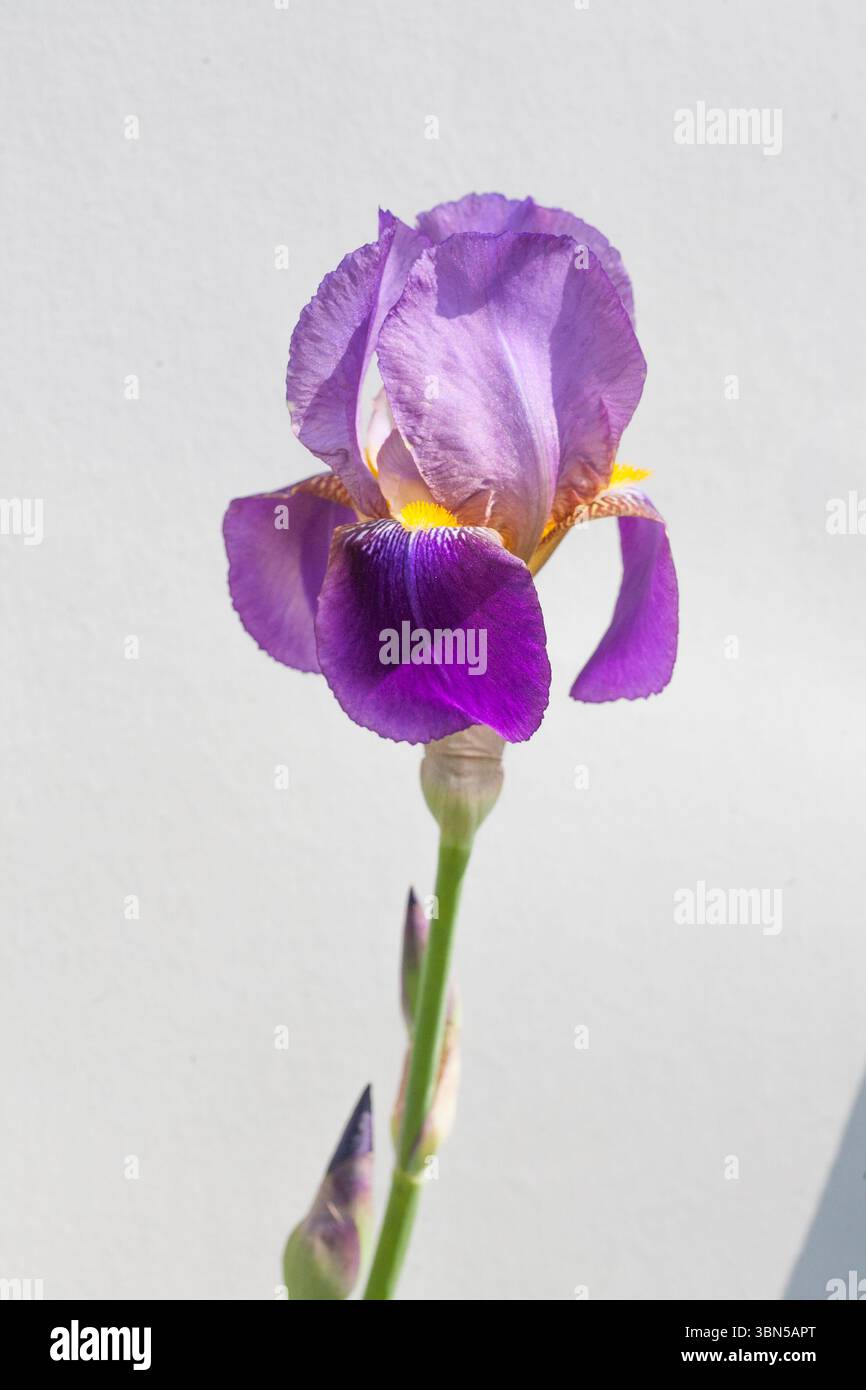 Tyskiris Iris x Germanica bearded iris Stock Photo - Alamy