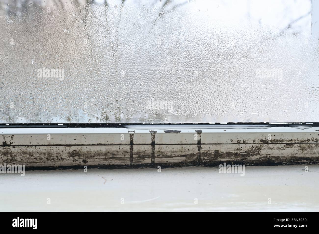 Toxic mold establishes territory along window frame, its microscopic ...