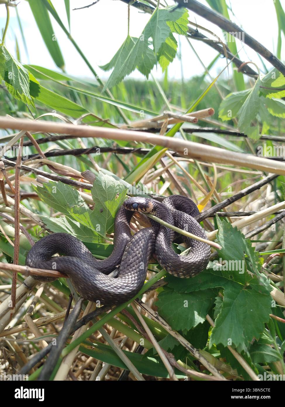 wild snake in dry field vegetation, showing tension and camouflage ...