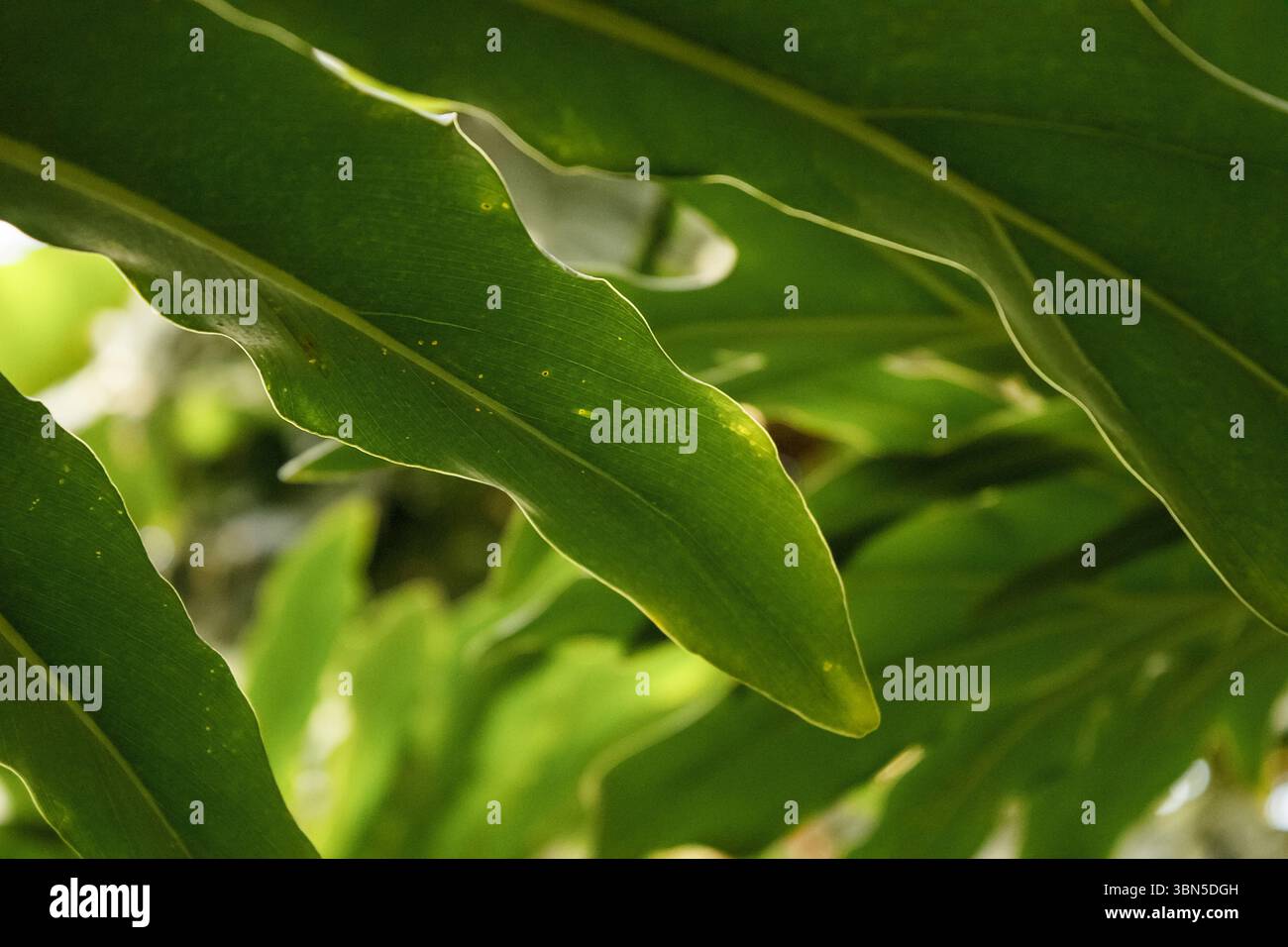 Zingiberaceae Alpinia Nutans Shell Ginger Leaves – Dwarf Cardamom ...