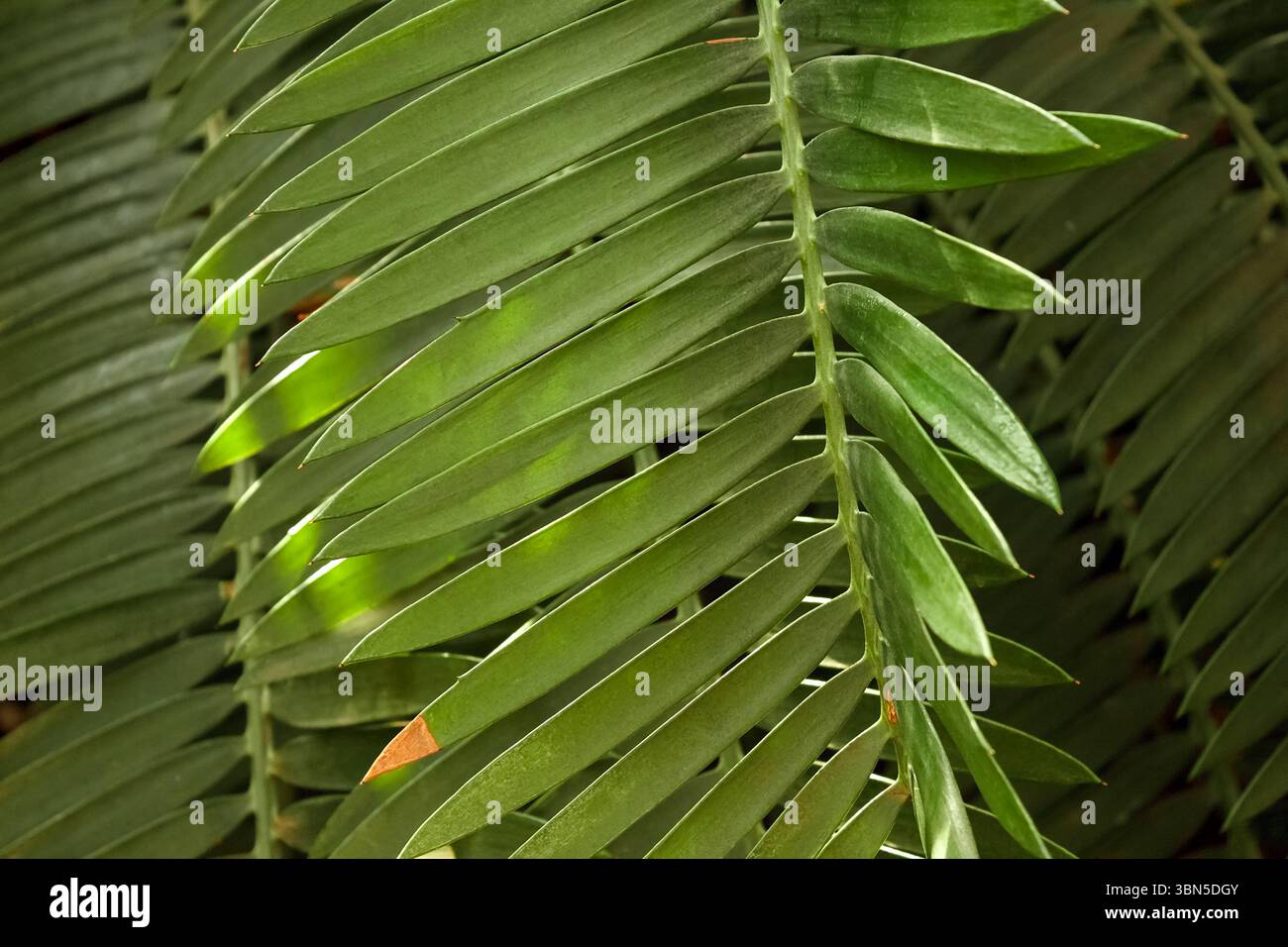 Encephalartos Cycad Palm-Like Leaves – Ancient South African Bread Tree ...