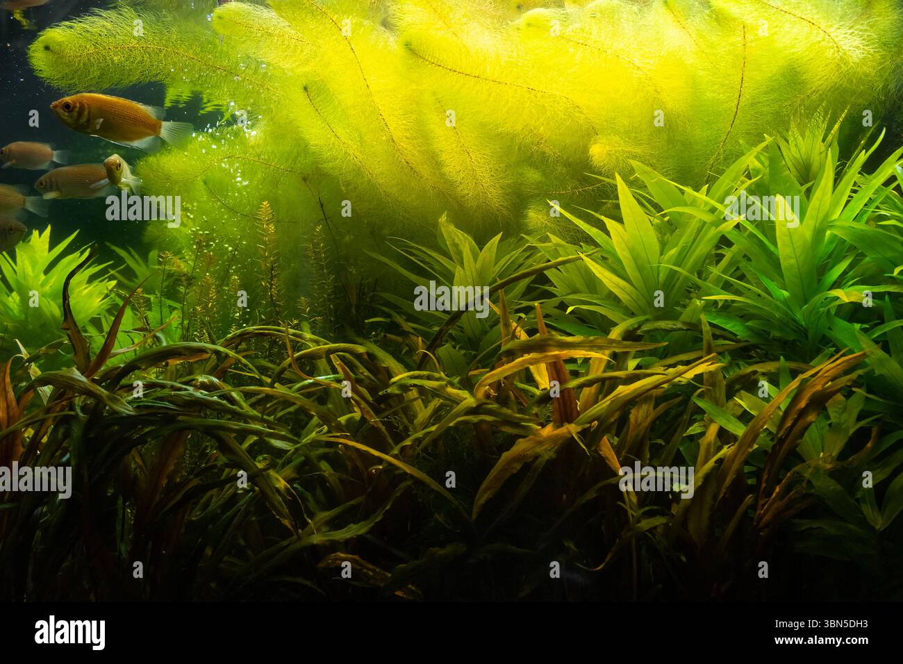 Aquatic Green Algae (Chlorophyta) in Freshwater Aquarium – Lush ...