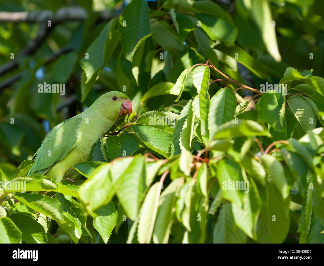 Ring-necked parakeet, Psittacula krameri, Single bird in tree, West ...