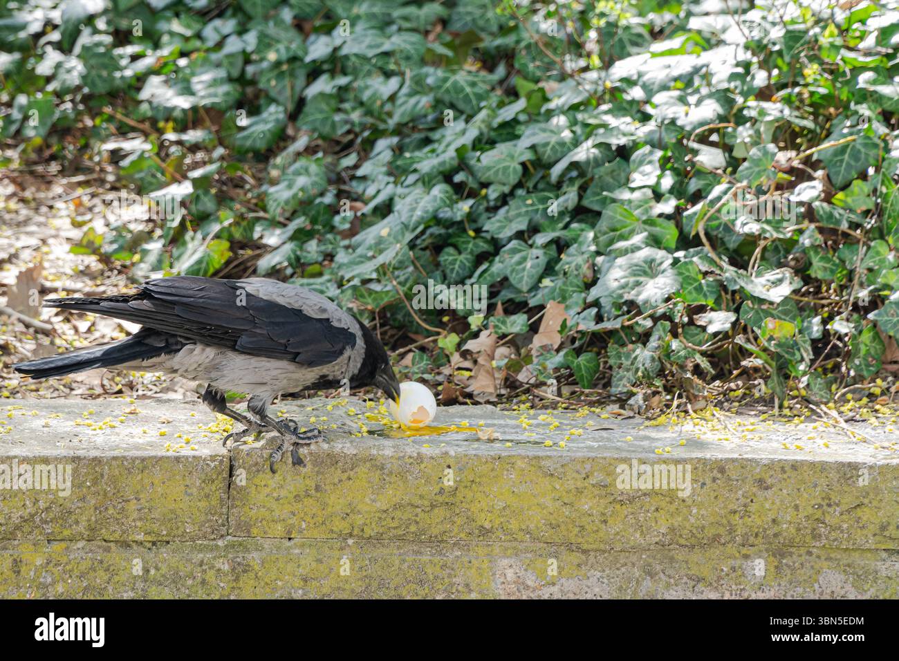 A hooded crow (Corvus cornix) is actively feeding from a broken egg on ...