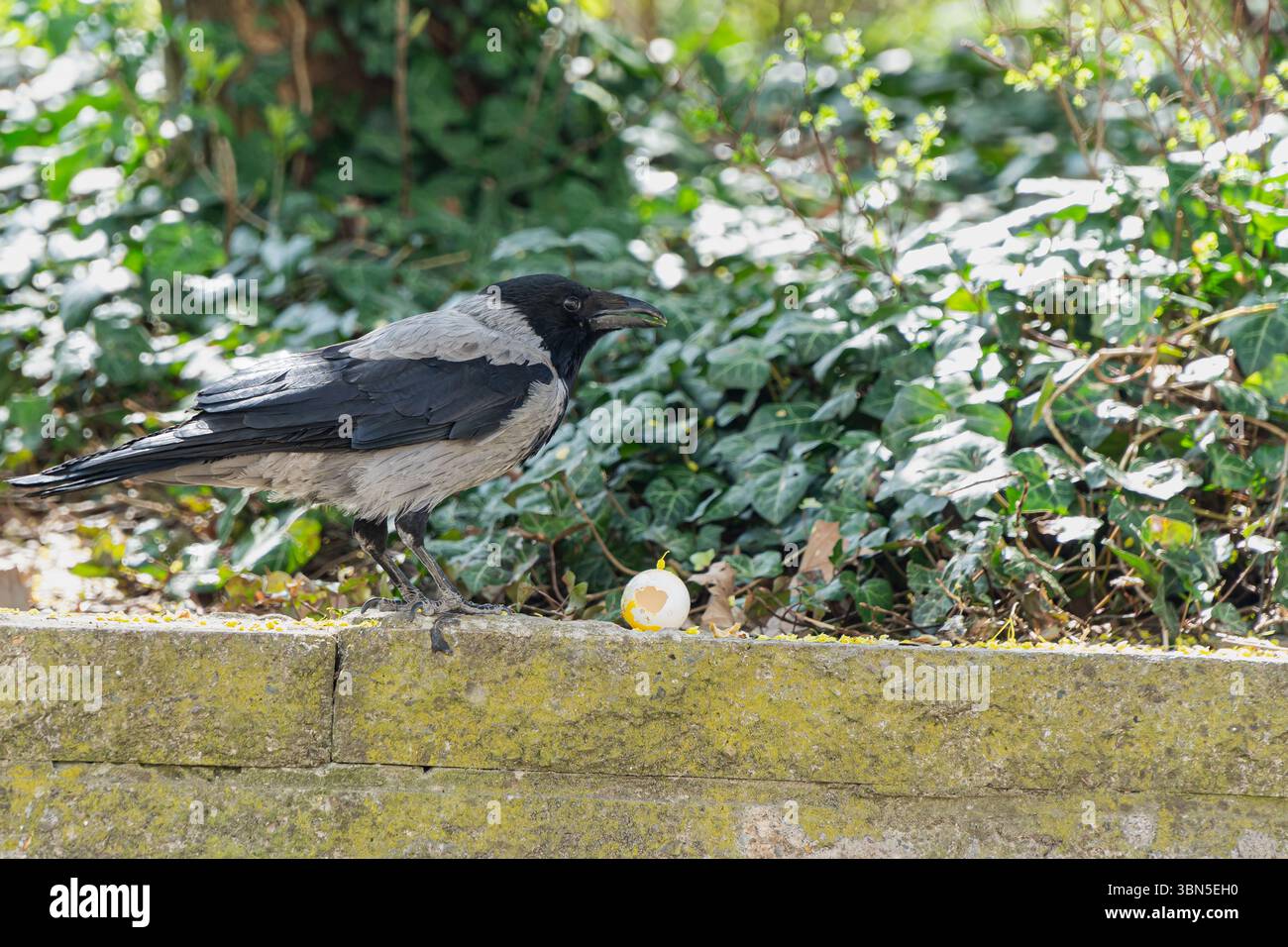 A hooded crow (Corvus cornix) stands alert next to a broken egg on a ...