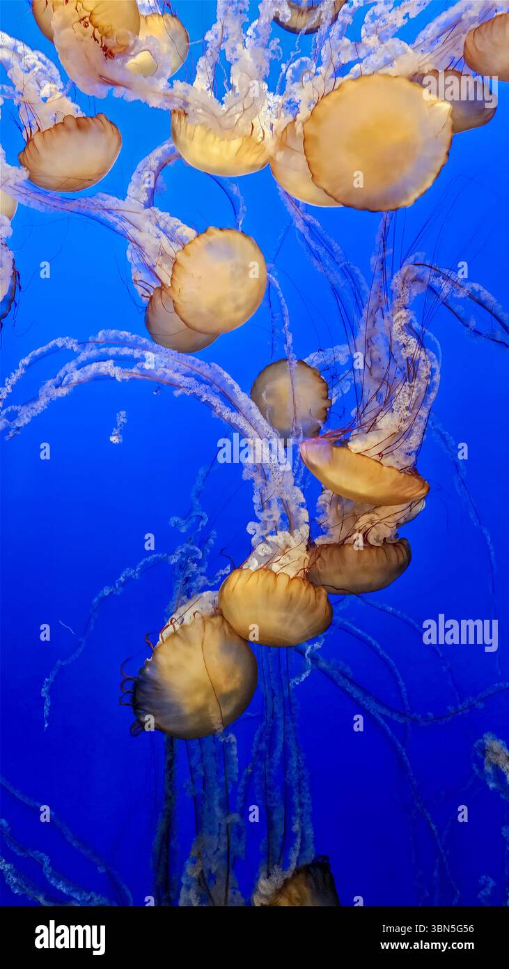 Graceful jellyfish drift in a mesmerizing dance of translucent forms ...