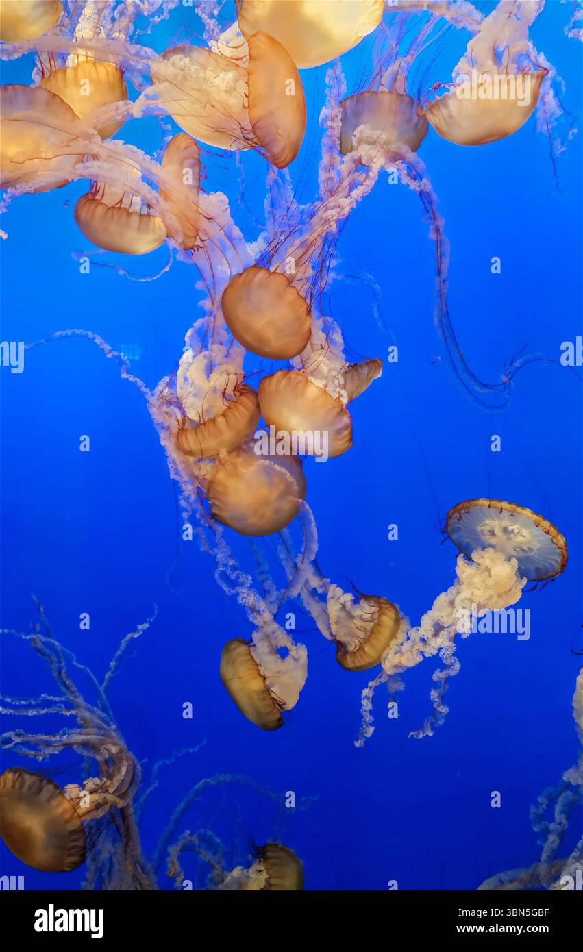 Graceful jellyfish drift in a mesmerizing dance of translucent forms ...
