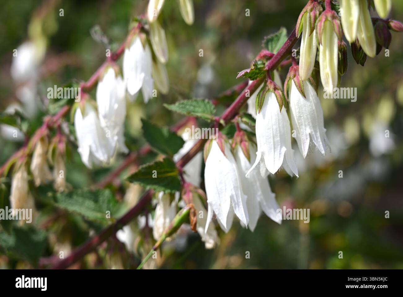 Campanulas hi-res stock photography and images - Alamy