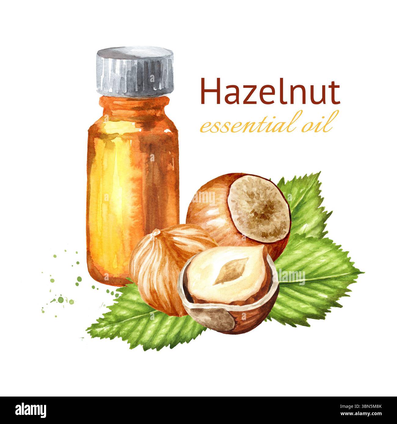Hazelnut essential oil. Hand drawn watercolor illustration isolated on ...