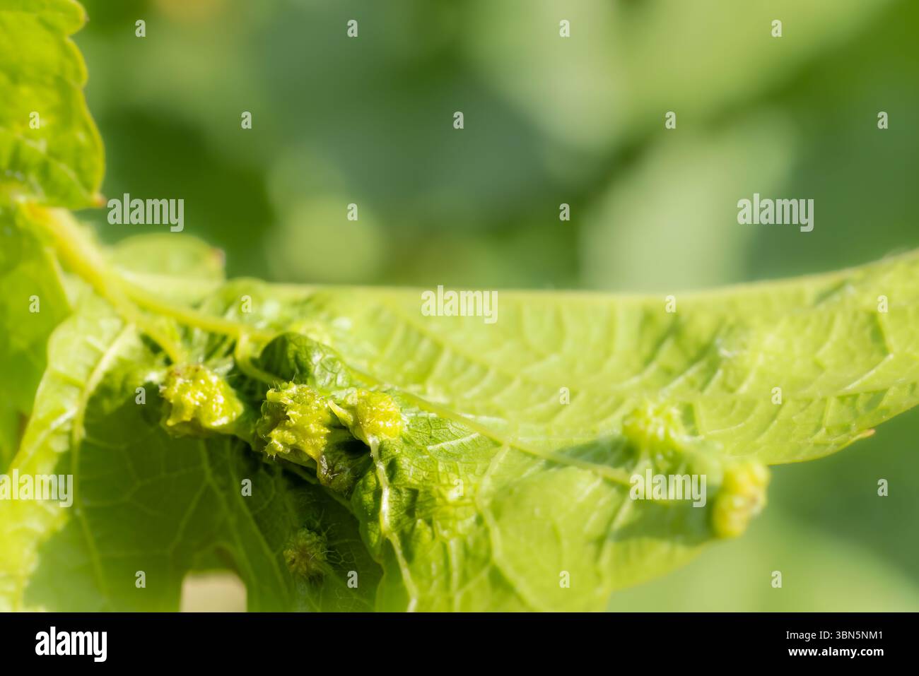 Close up of phylloxera galls on grapevine leaf, highlighting the effects of the pest Stock Photo ...