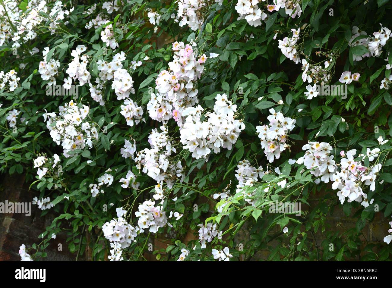 White summer lowers of climbing rose, Rosa Snowdrift in UK garden June ...