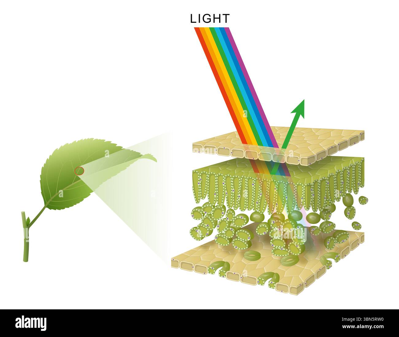 Absorption spectrum hi-res stock photography and images - Alamy