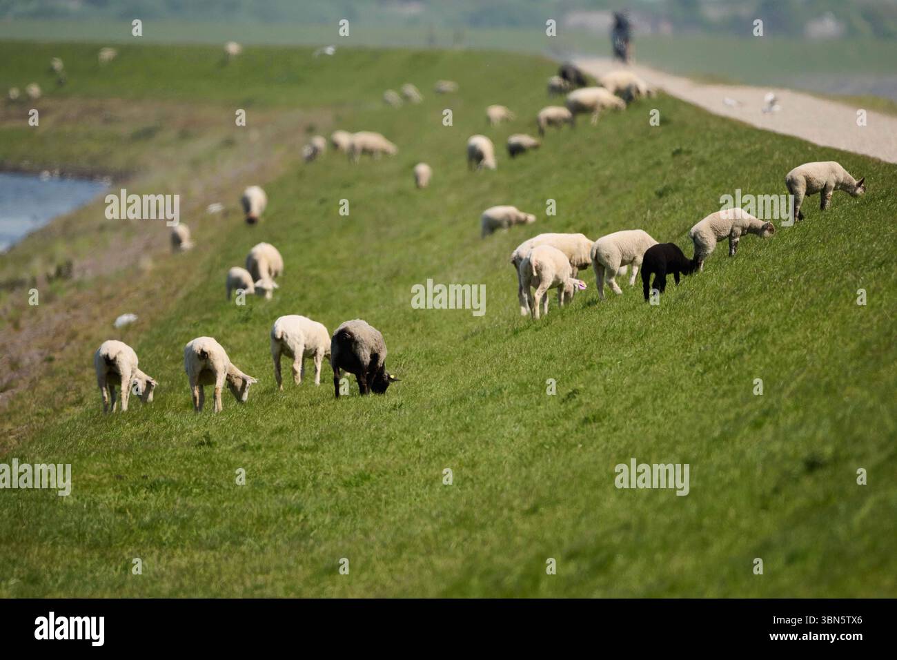 Eine herde von schafen hi-res stock photography and images - Alamy