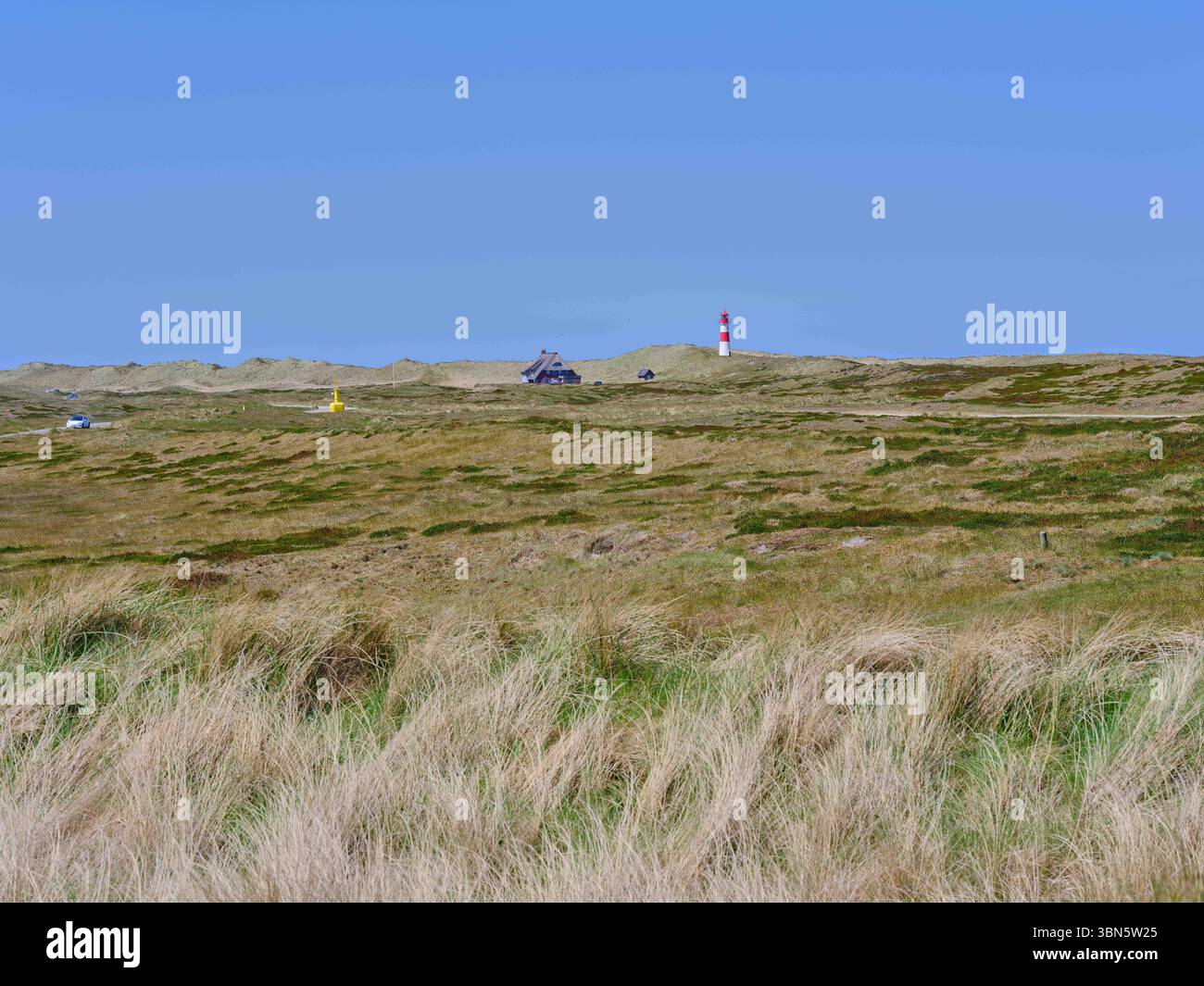 Sylt, Deutschland 15. Mai 2025: Im Bild: Eine Nahaufnahme der ...