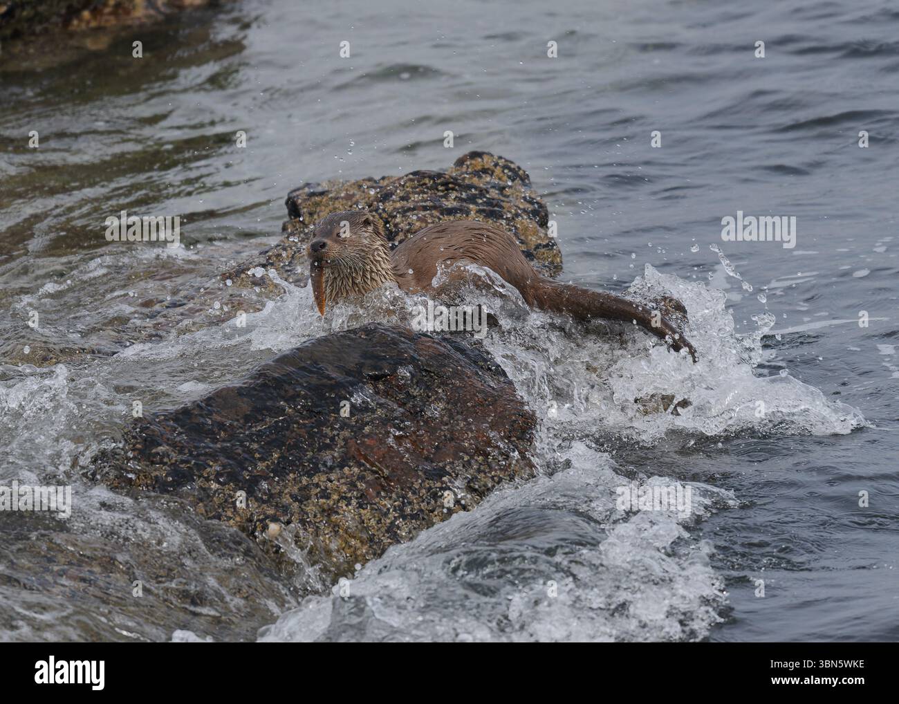 Otter (Lutra lutra), with butterfish, Melby, Sandness, West Mainland ...