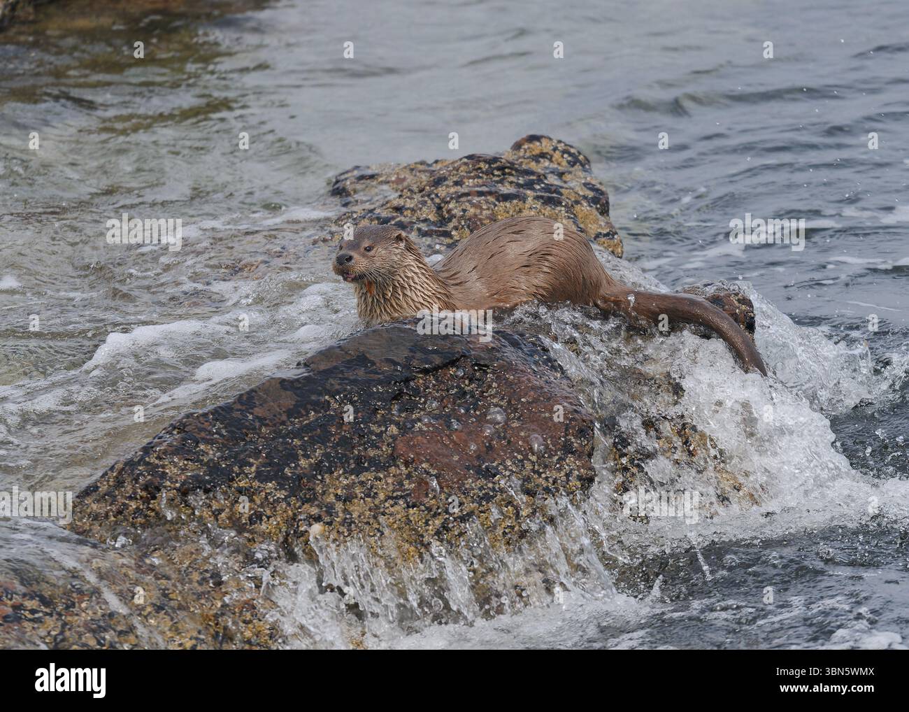 Otter (Lutra lutra), with butterfish, Melby, Sandness, West Mainland ...