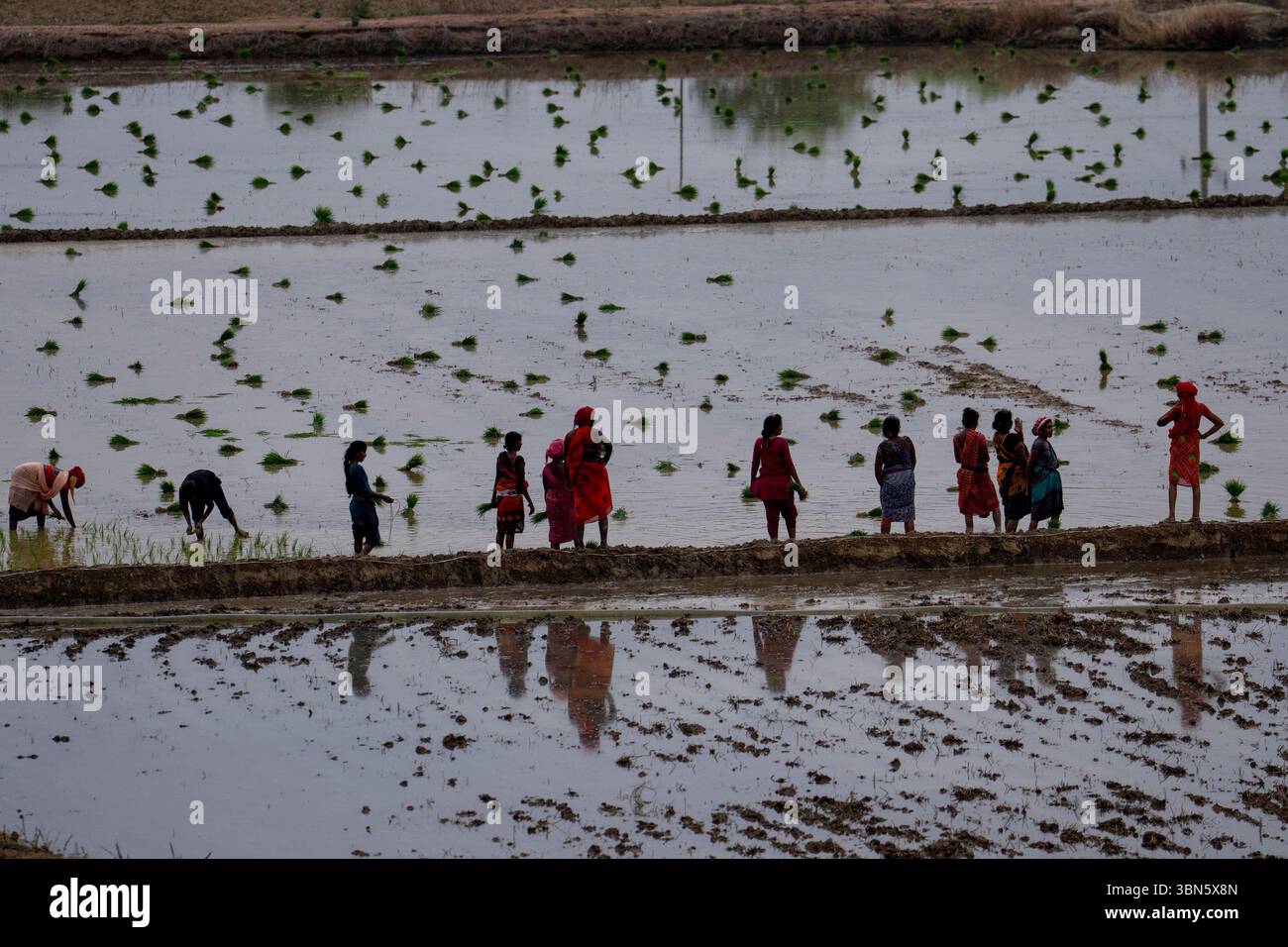 Farmers sow paddy saplings in a field on the outskirts of Lucknow, in ...
