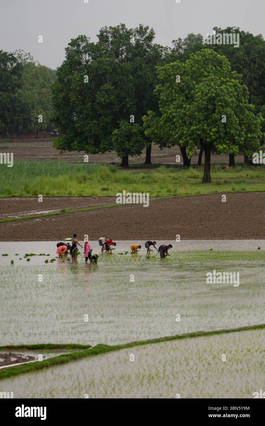 Farmers sow paddy saplings in a field on the outskirts of Lucknow, in ...